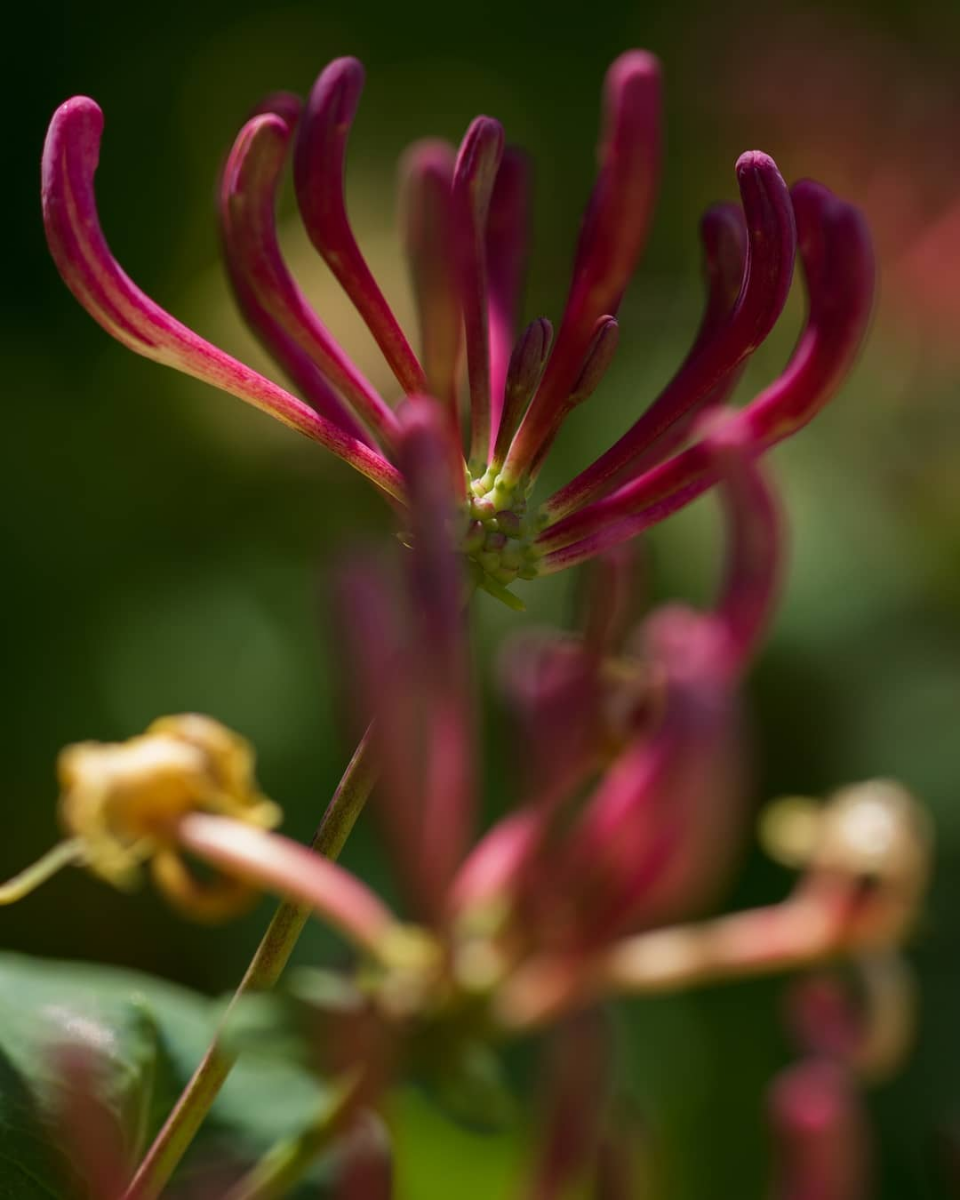 Fuchsia Stems at Chatsworth House - Where The Trees Grow