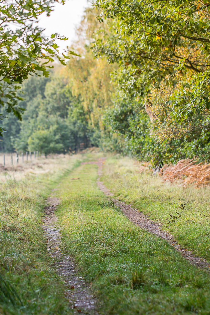 Country Path in Autumn Field II - Where The Trees Grow