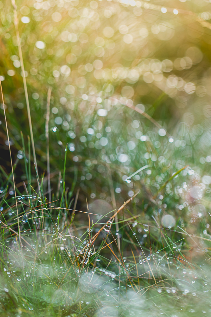 Soft Dew Drops at Sherwood Forest - Where The Trees Grow