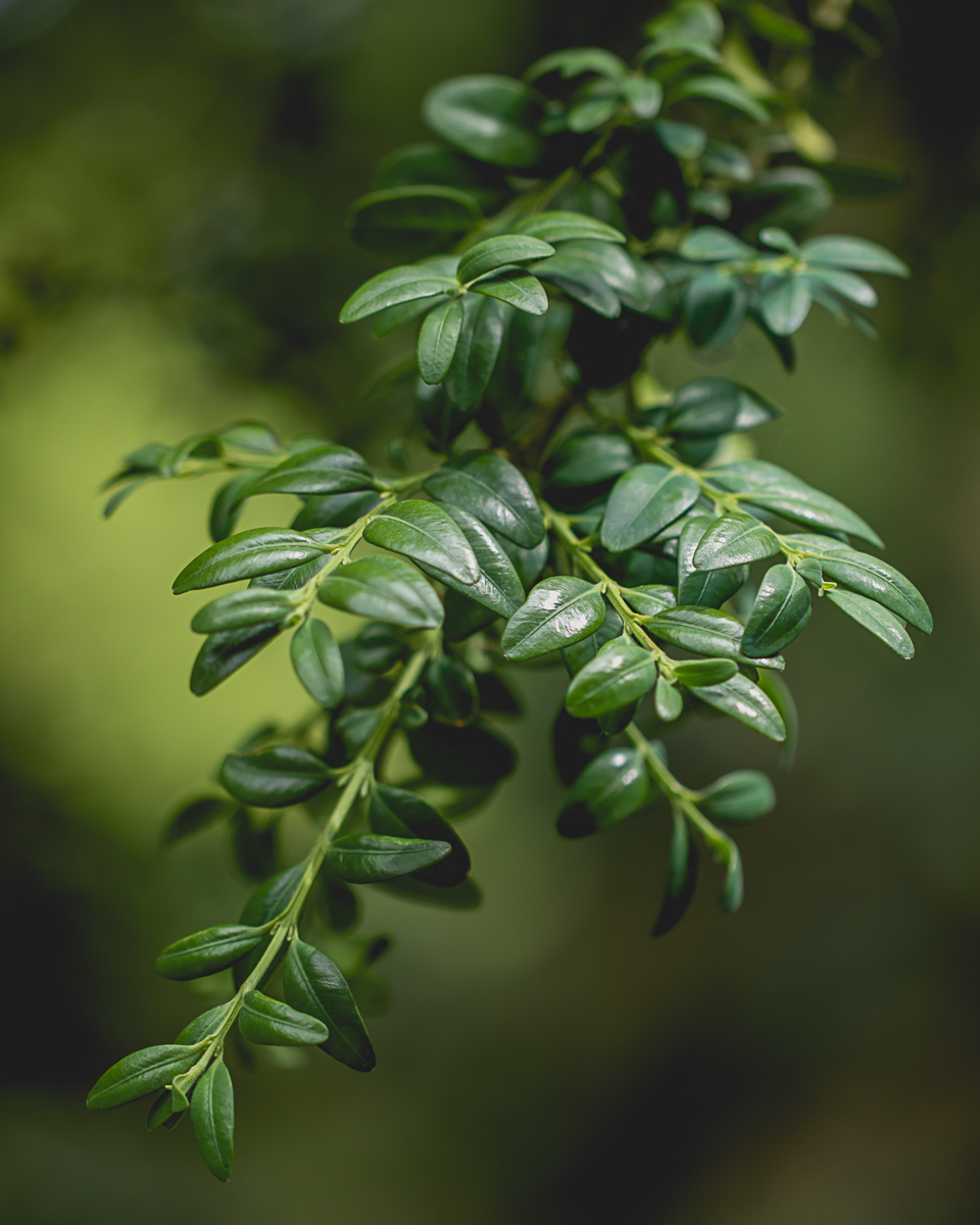 A Green Tree Grows at Chatsworth House - Where The Trees Grow