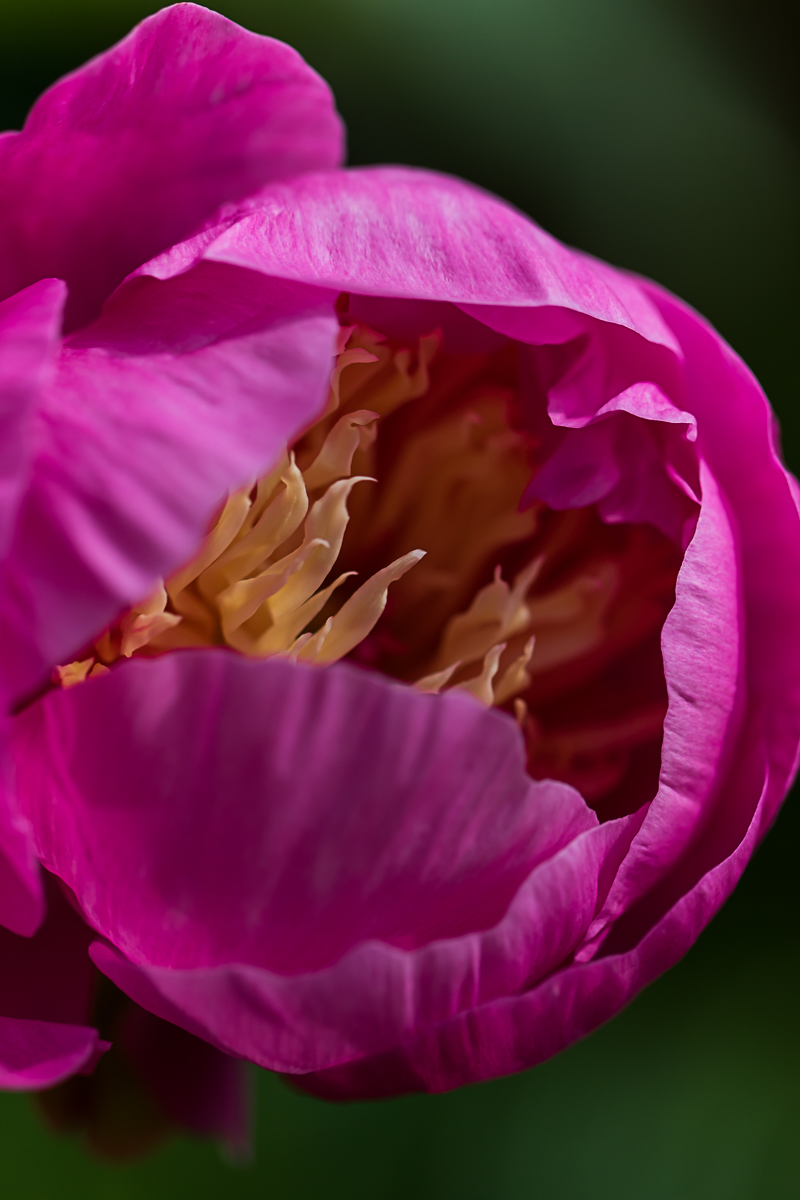 Pink Flowers Keeping Secrets - Where The Trees Grow